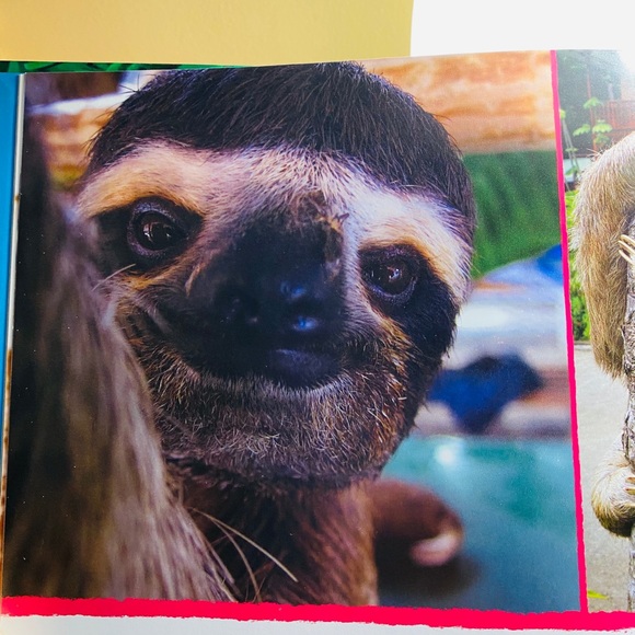 Lucy Cooke author | Accents | Book Of Sloths Full Color Pictures And ...